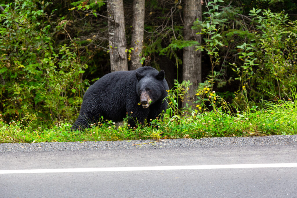 How far can bears travel? | Blaine Anthony Bear Whisperer