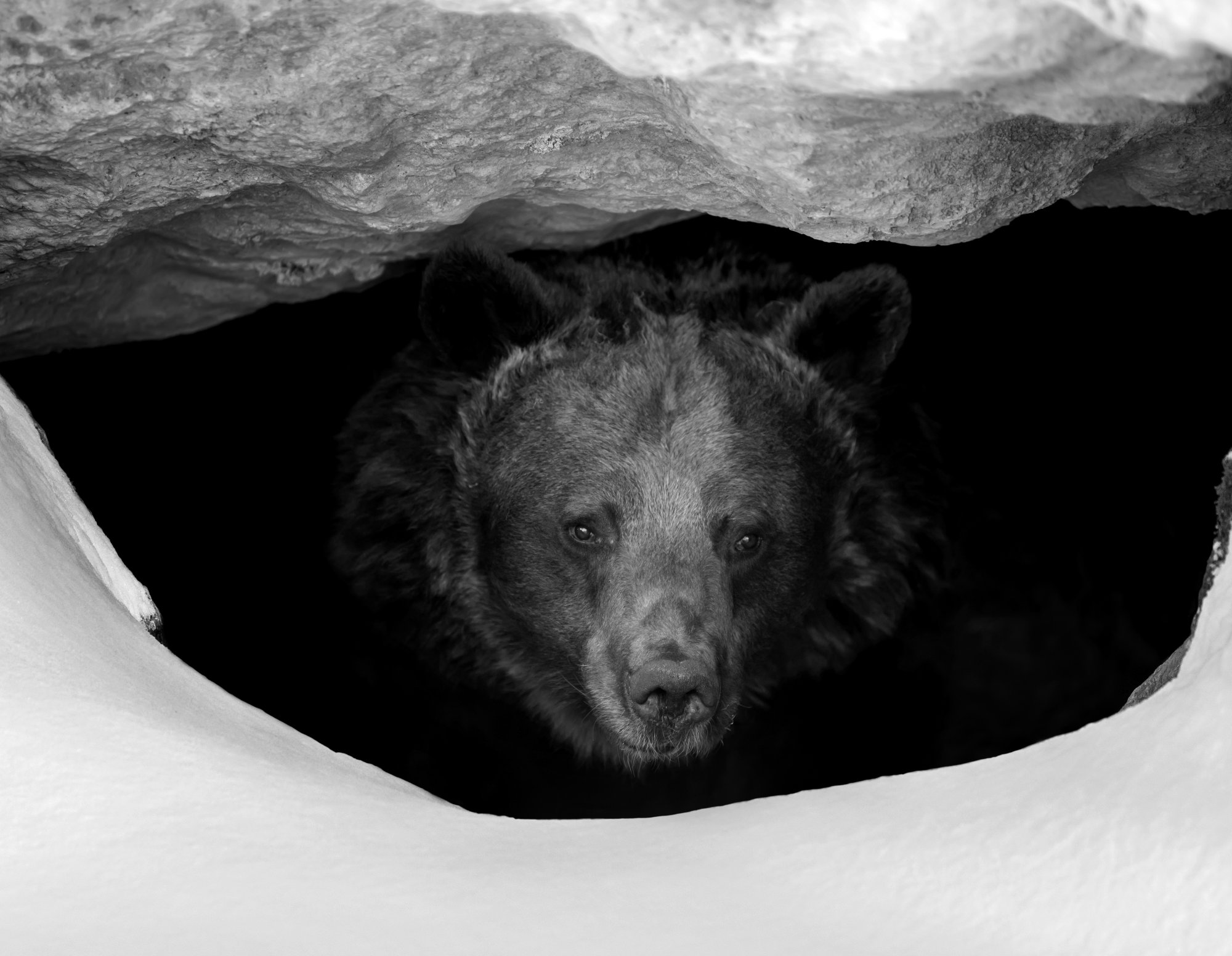 DO BEARS HIBERNATE IN THE SOUTH? | Blaine Anthony