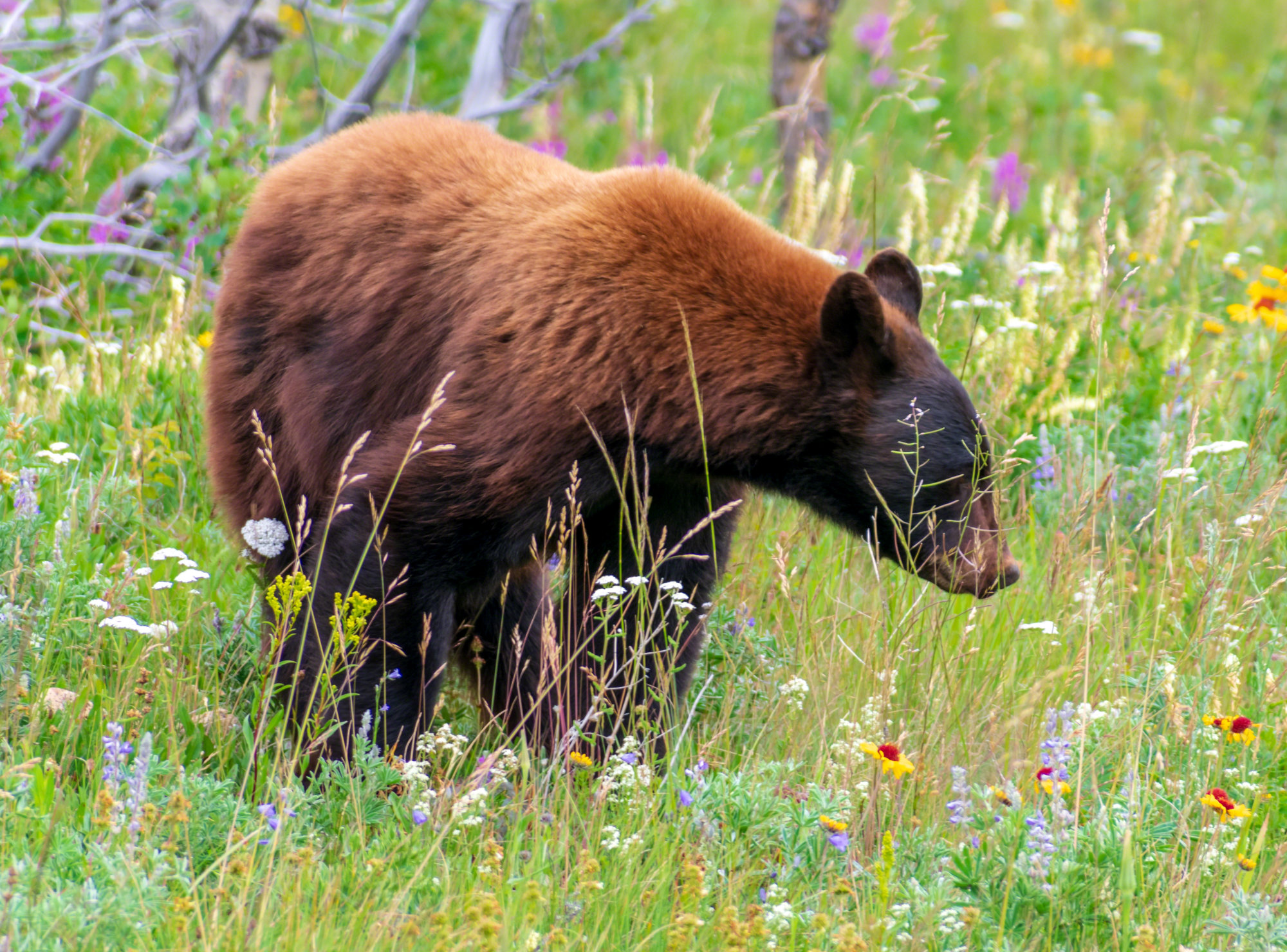 WHAT ARE THE DIFFERENT COLOR PHASES OF BEAR | Bear Whisperer TV | Host ...